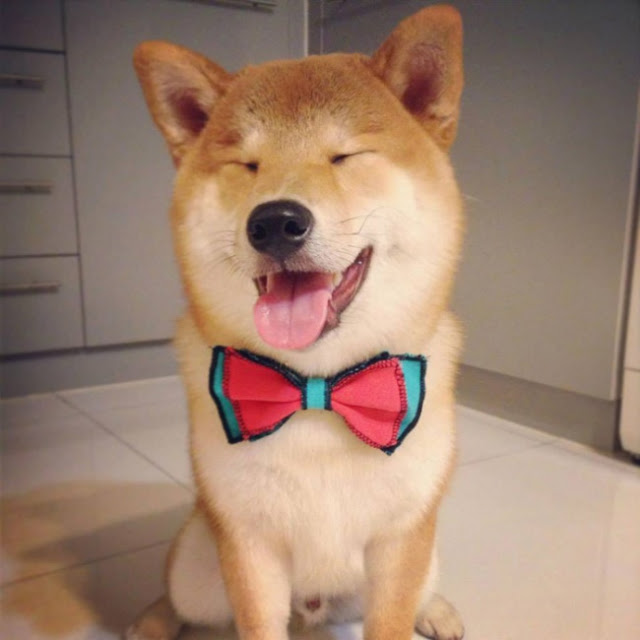 Los perros más felices del mundo - Perros Amigos